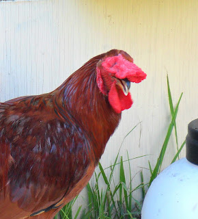 Homestead Light Condensed: All About Roosters, Hens, Combs, Beards and ...