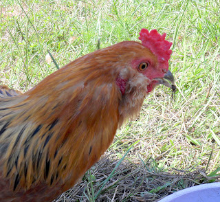 Homestead Light Condensed: All About Roosters, Hens, Combs, Beards and ...