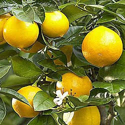 Lemon Merinque Cupcakes - The Kitchen McCabe