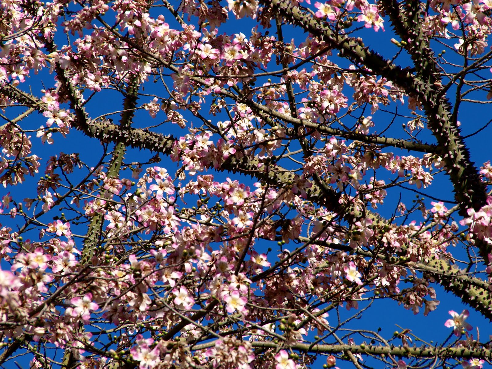 Piedra: Ceiba en flor. Málaga