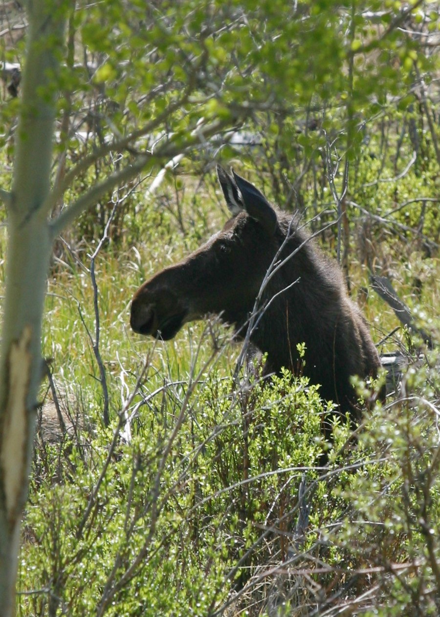 The Old House in Texas: A mini-moose for Monday...