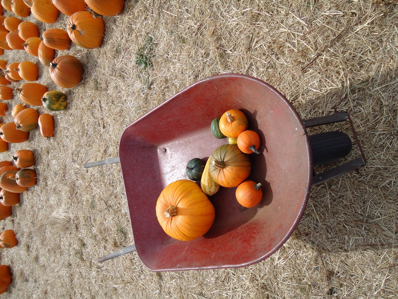 Alice's Travel Adventures: Muzzi's Ranch Pumpkin Patch and Corn Maze