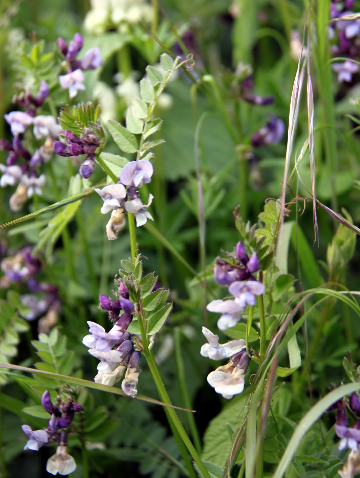 Wildlife Wanderings: May 2010