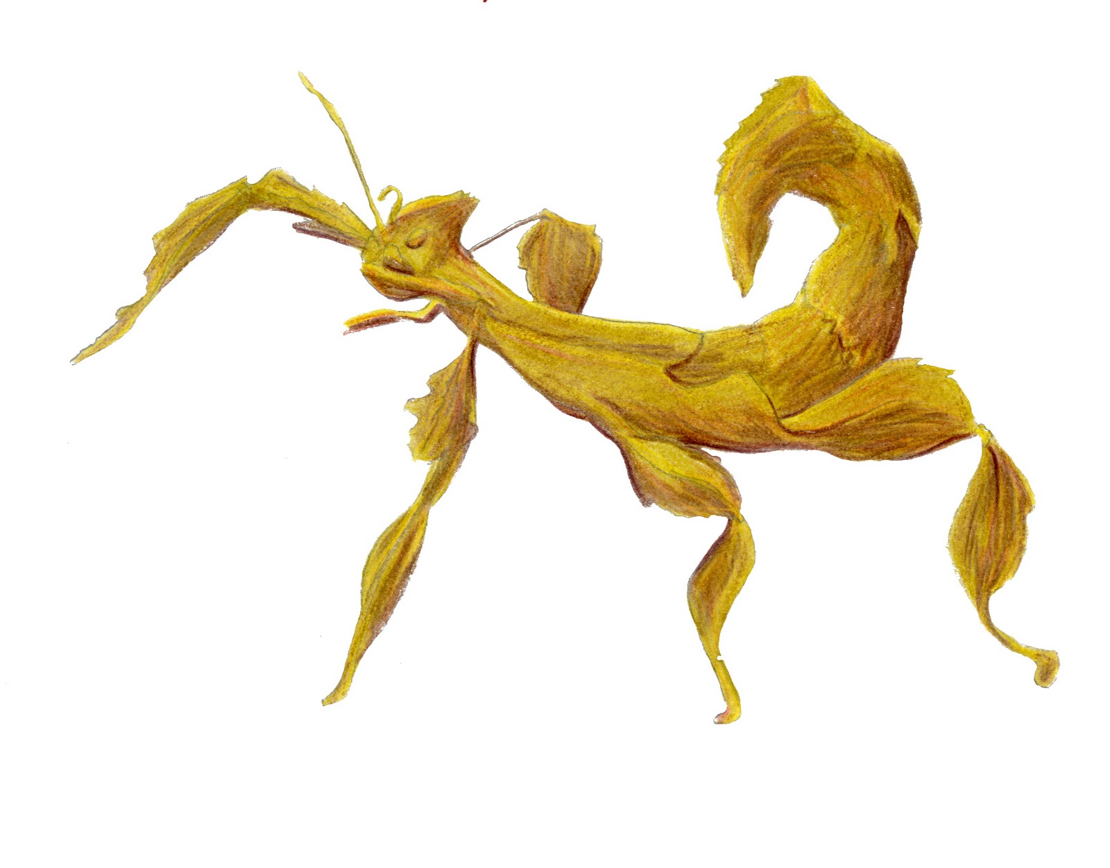 Peler sa pomme face à l'Himalaya: Fans de phasmes