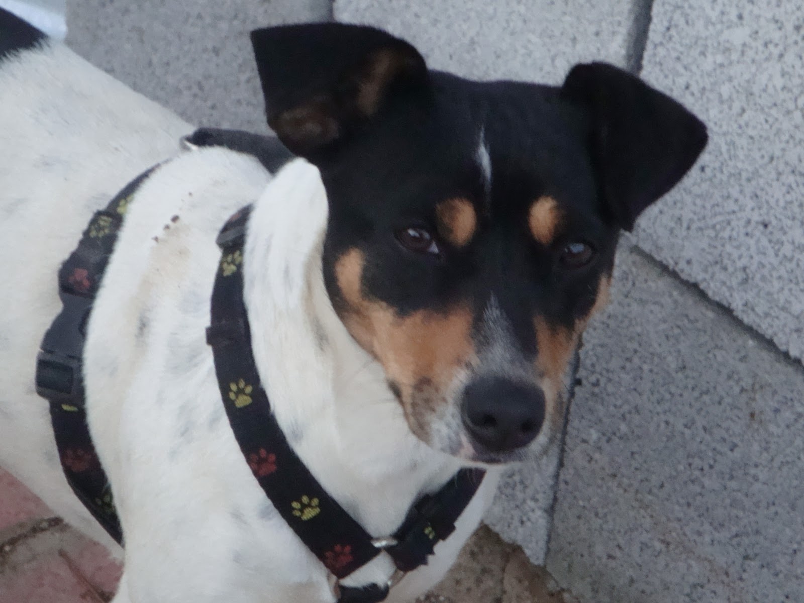 La Jungla De Jose: Perro Bodeguero Ratonero Andaluz