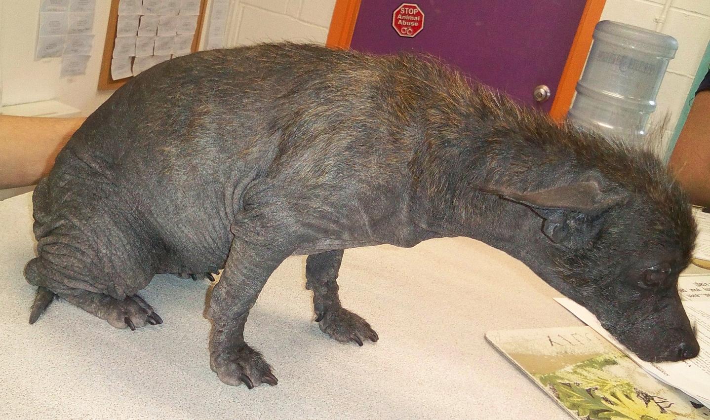 My Life as a Shelter Veterinarian: The Armadillo Dog