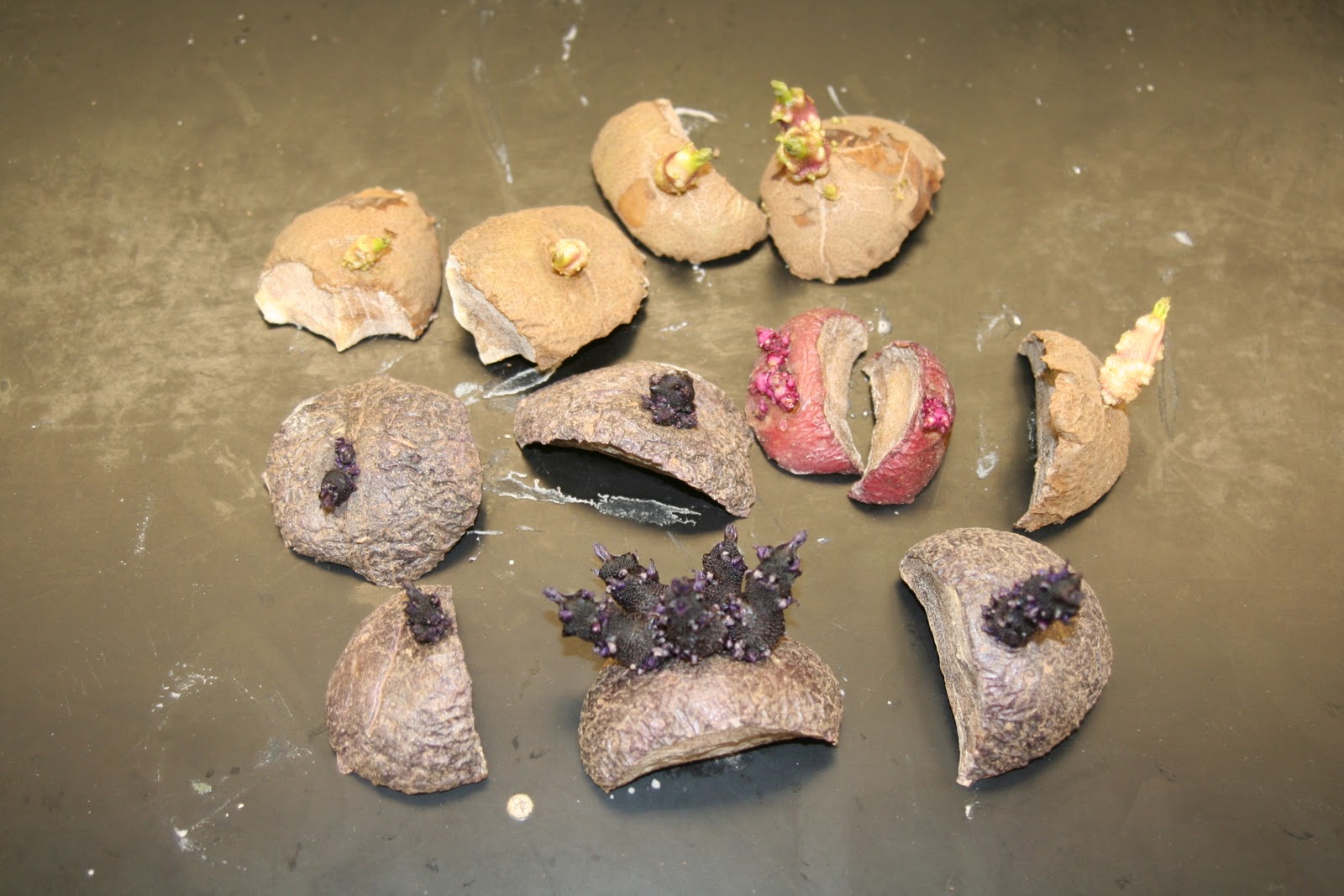 Practical Biology: science for everyone: Vertical potatoes in a barrel