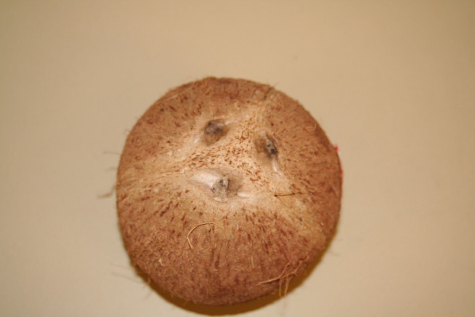 Practical Biology: science for everyone: Growing a coconut tree