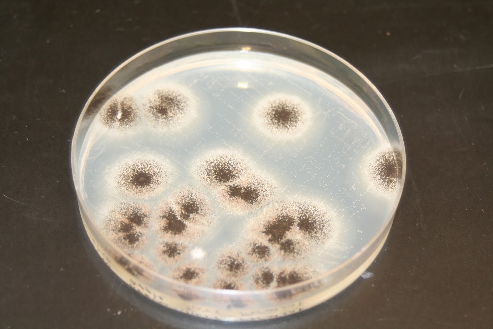 Practical Biology: science for everyone: Cider vinegar final product