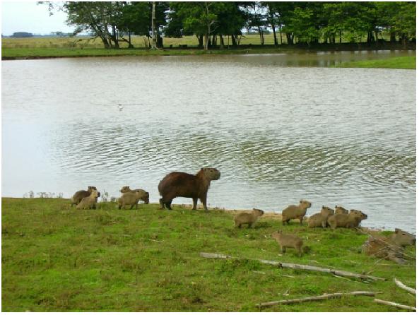 ESPECIES SILVESTRES DE CASANARE: HABITAT DE LOS CHIGUIROS