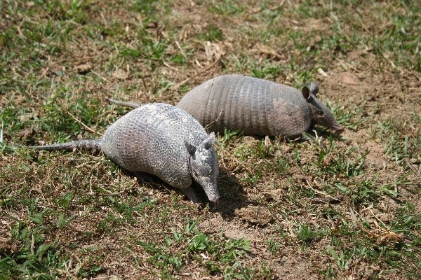 ESPECIES SILVESTRES DE CASANARE: HABITAT DEL CACHICAMO