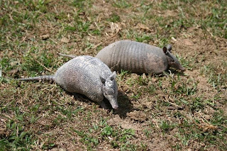 ESPECIES SILVESTRES DE CASANARE: HABITAT DEL CACHICAMO