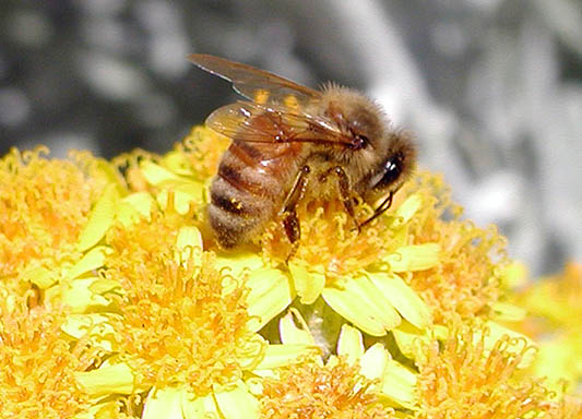 Životinjsko carstvo: Pčela