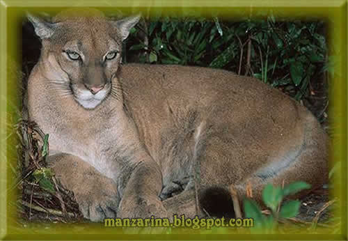 Inspirasi Terbaru 40+ Gambar Hewan Puma