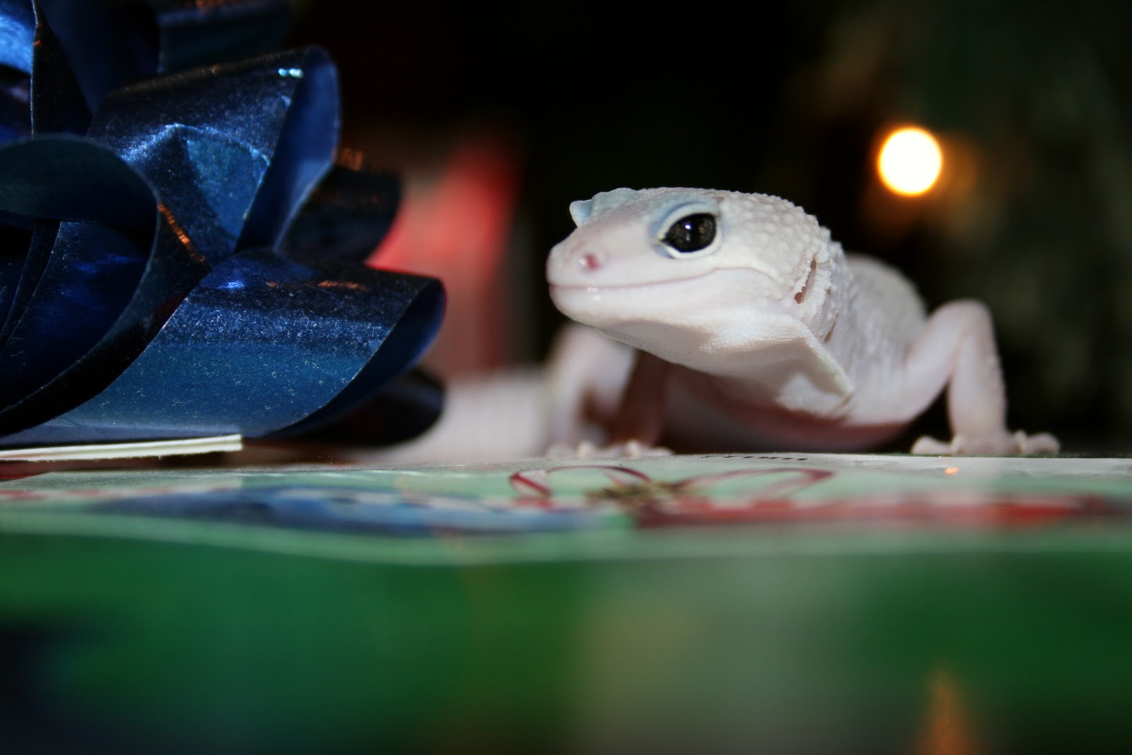 iInspire: My Leopard Geckos Celebrating Christmas!!