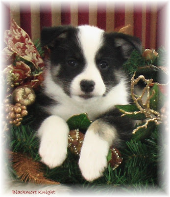 Canadian Icelandic Sheepdog Club: Icelandic Sheepdogs Puppies for Sale ...