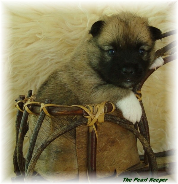 Canadian Icelandic Sheepdog Club: Icelandic Sheepdog Puppies for Sale ...