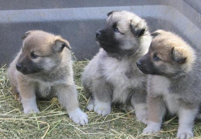 Canadian Icelandic Sheepdog Club: Canadian Icelandic Sheepdogs ...