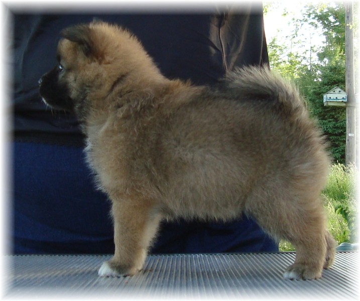 Icelandic Sheepdog Canadian Show Dogs