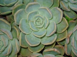 Woestynrosies | Goed Wat Vir My Mooi