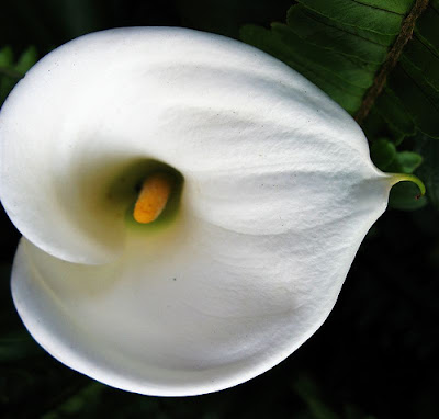 Goed Wat Vir My Mooi Is: Varkore