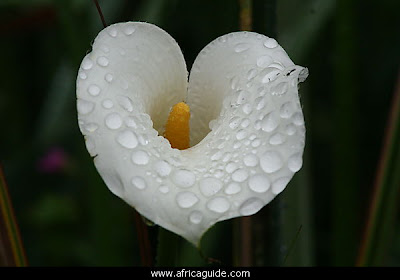 Goed Wat Vir My Mooi Is: Varkore