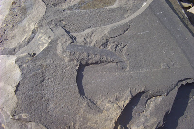 The Tyrannosaur Chronicles: April 2009