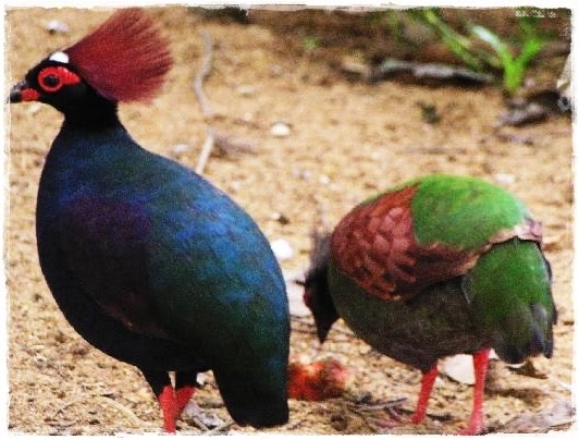 TERENGGANU UNIK : :: Ceritera 79 : Taman Burung Kuang Ajil