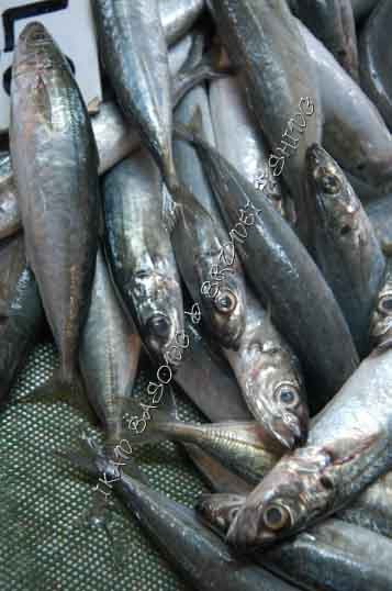 Fishing adventurers in Brunei waters: Ikan Basong