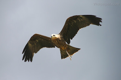 Rapace en vol