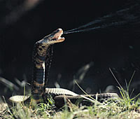.: Black Spitting Cobra