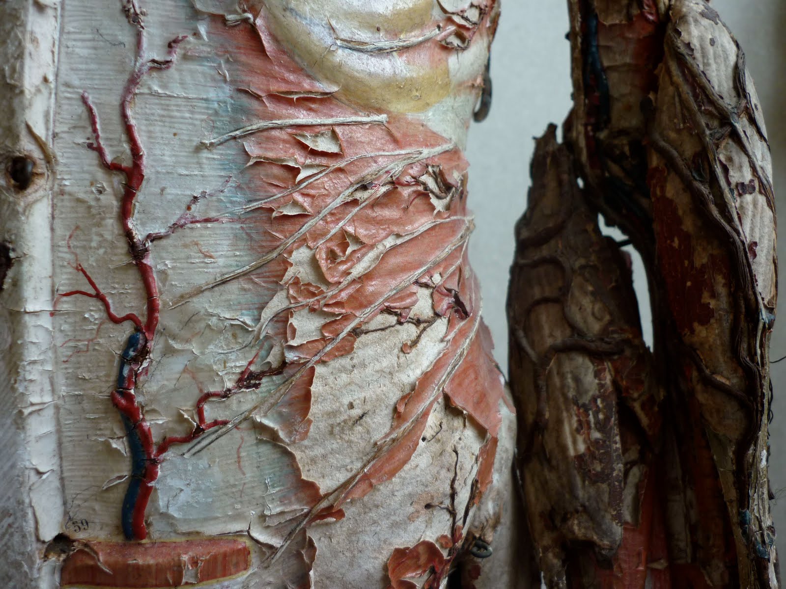 anatomía poetica: linea innominada