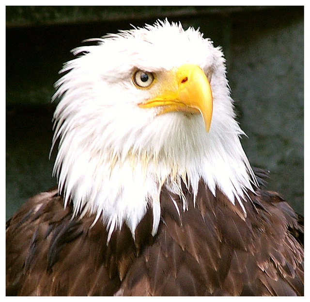 blog personal de nuria: ANIMALES CARACTERISTICOS DEL PARQUE NATURAL DE ...