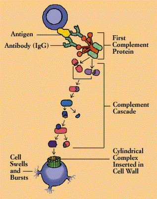 Imunologia - in vitro, in situ, in vivo.: Sistema Complemento