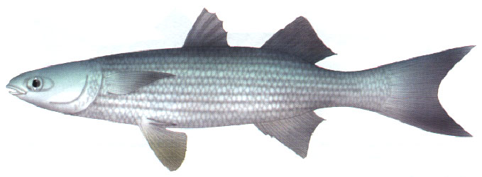 Peixes da Lagoa: TAINHA