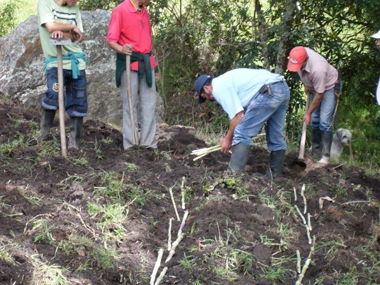 JOVENES RURALES EMPRENDEDORES: SIEMBRA PASTO DE CORTE PARA ALIMENTACIÓN ...