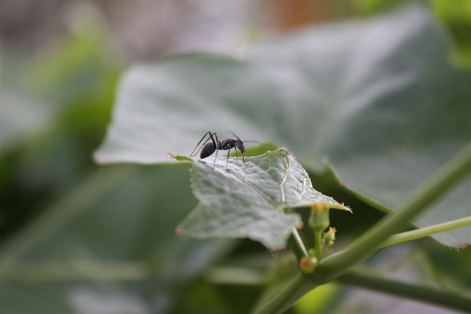 ..membimbing ke arah generasi lestari..: Semut Hitam