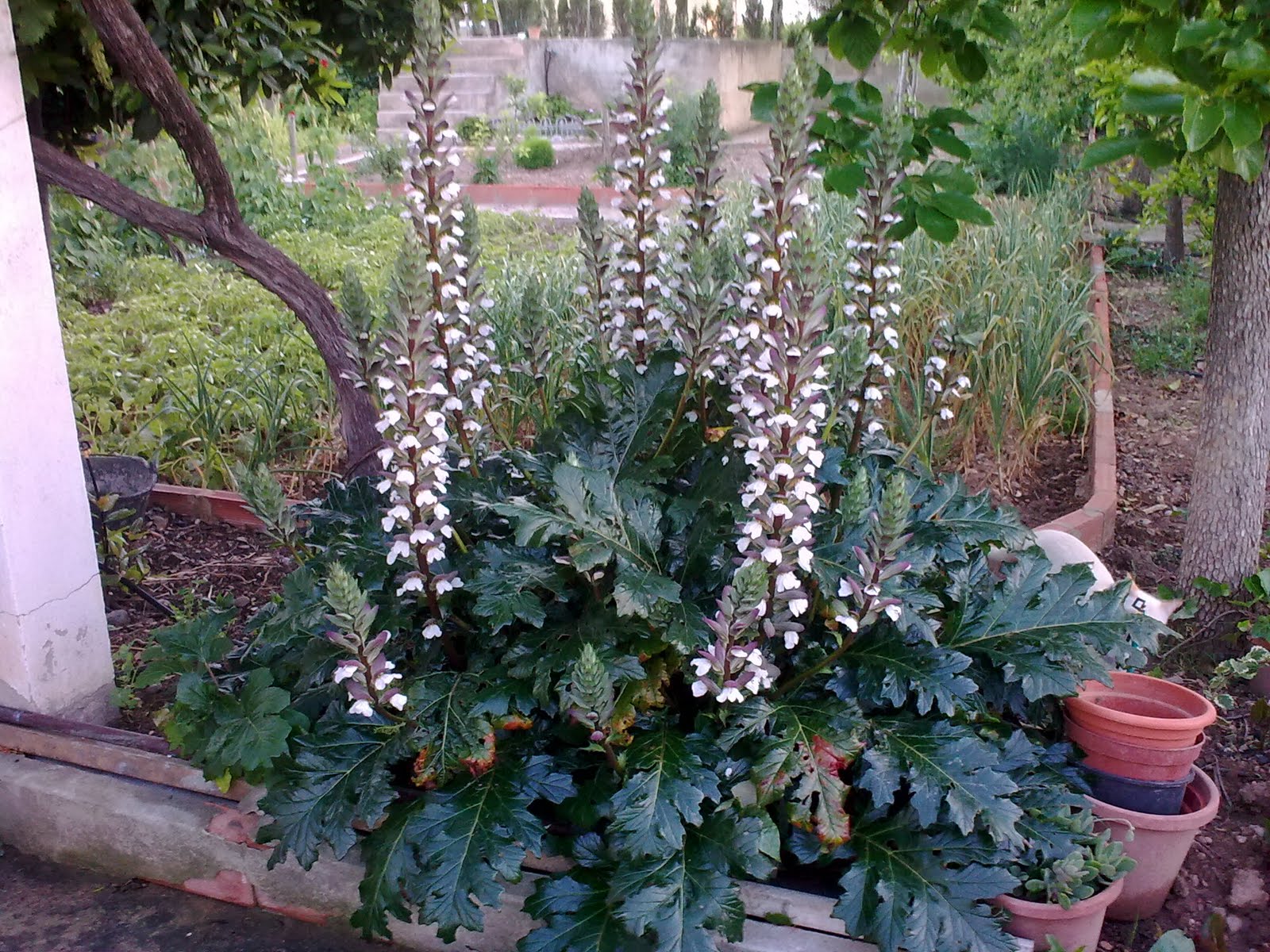 Huerto de Tatay: EL ACANTOhuerto