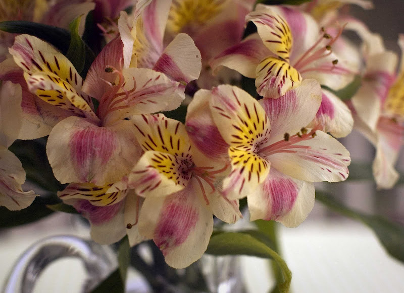 Plays With Needles: Alstroemeria or Peruvian Lily
