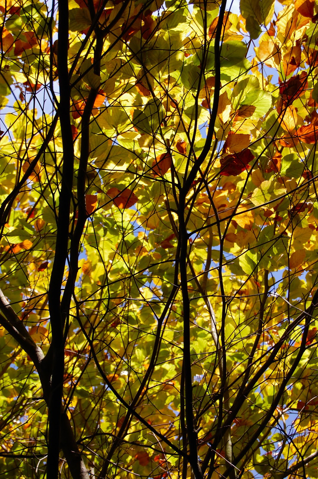 The Plashing Vole: Wetley Rocks!
