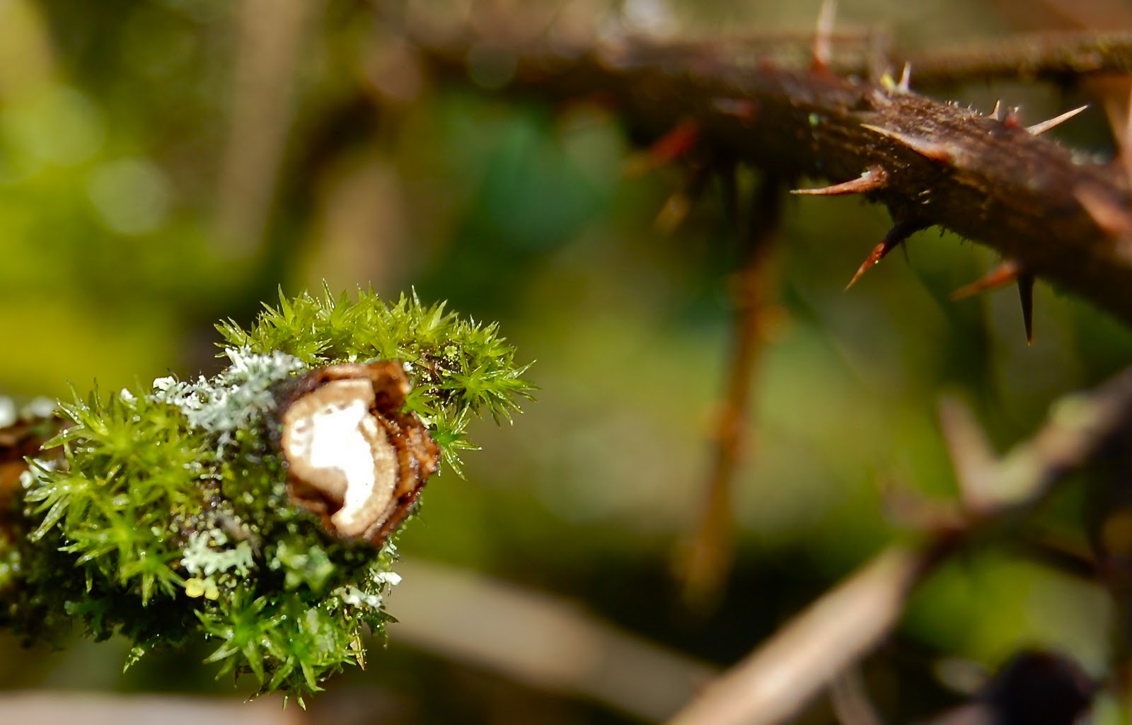 The Plashing Vole: Wetley Rocks!