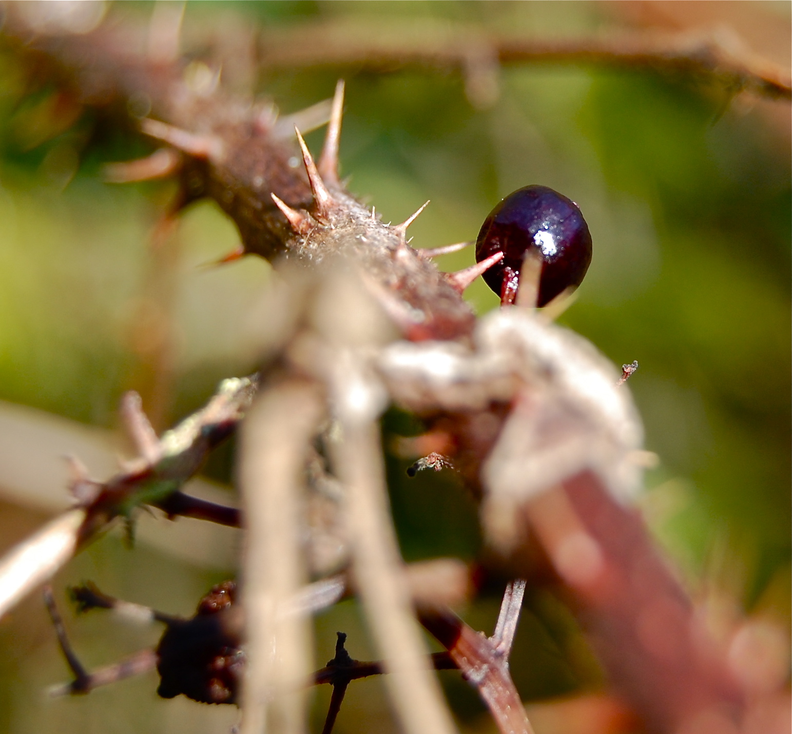 The Plashing Vole: Wetley Rocks!