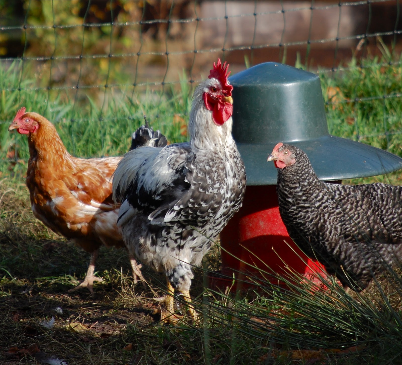 The Plashing Vole: Wetley Rocks!