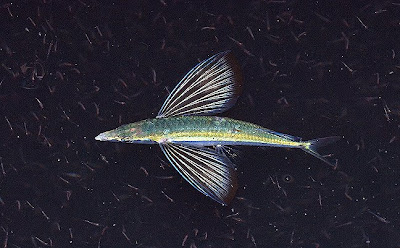 jungle life: flying fish pics & meet barbados islinds and amazing videos