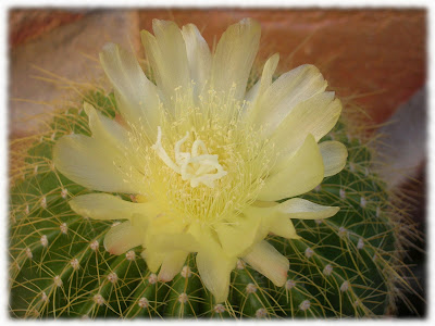 cactus y crasas: Parodia schumanniana spp. claviceps