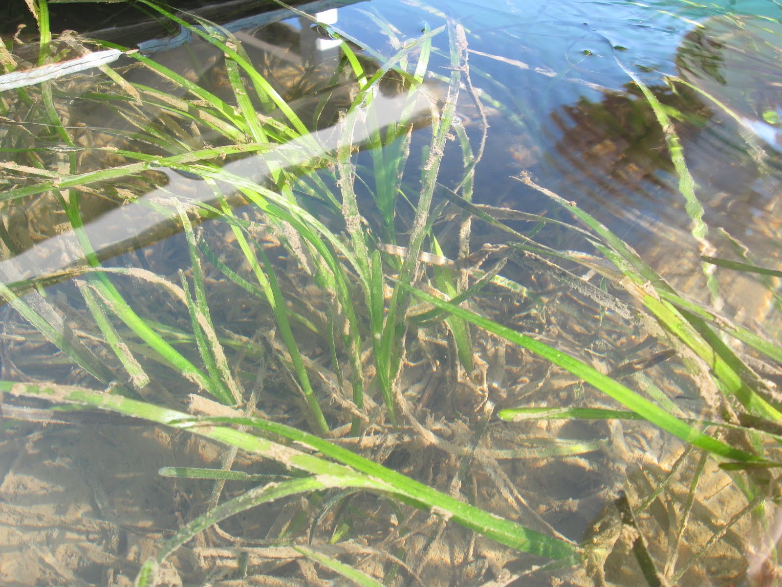 Newport Back Bay Eelgrass Project