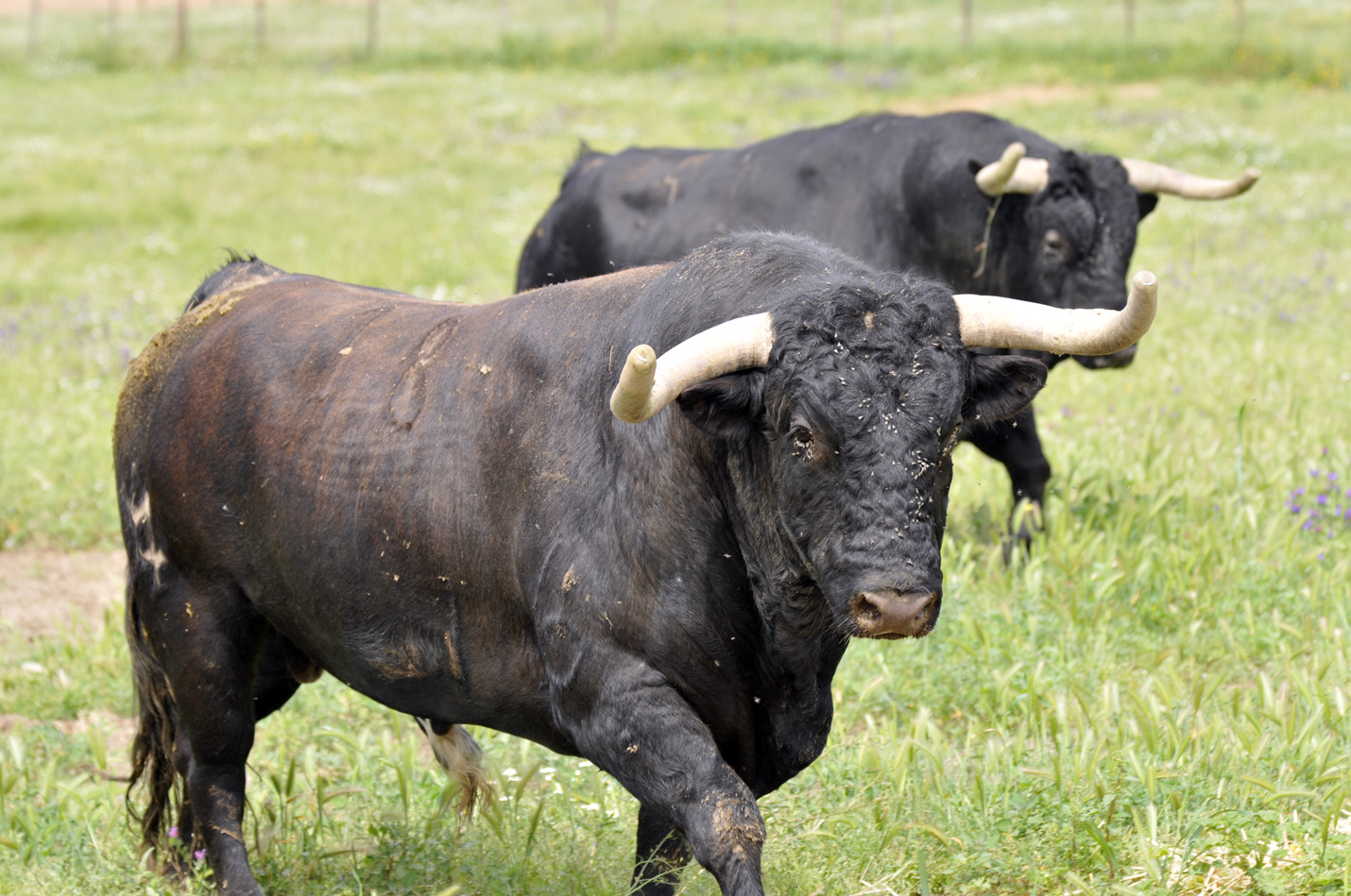 El Blog de la BODEGA EL TOREO: junio 2010