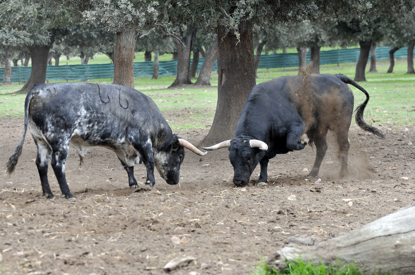 El Blog de la BODEGA EL TOREO: Viaje a los SUEÑOS BRAVOS. Campo Charro ...