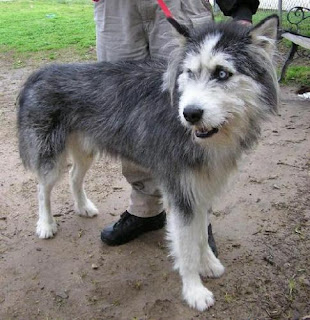 A Husky's Life: Doggie Arithmatic