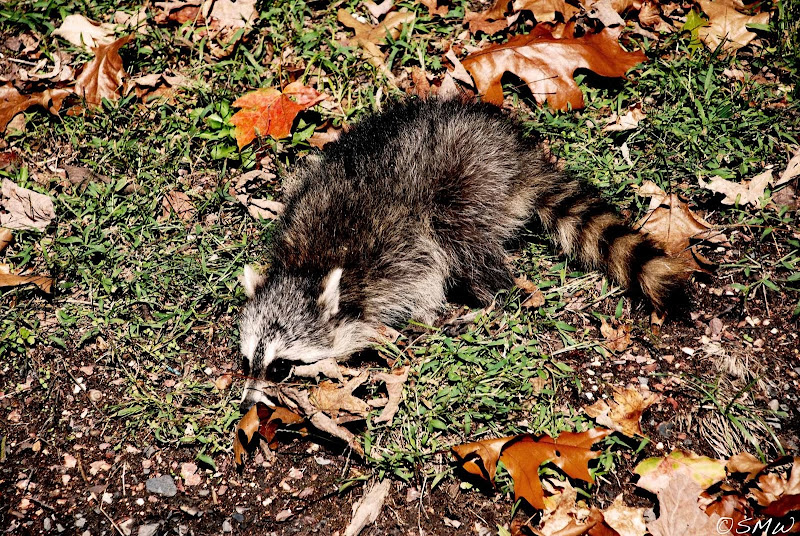 Vol. 1: Life and Times of...: Check this coon out...